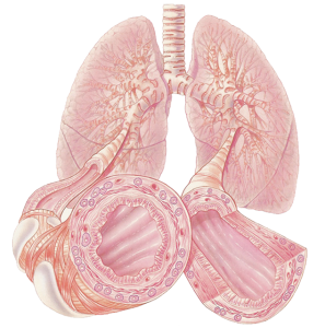Normal Lung - The Asthma & Allergy Center